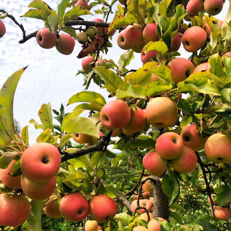 Manzanas – Comercializadora Global SPA